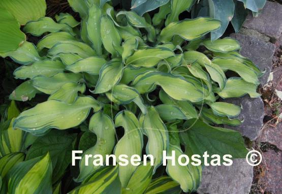 Hosta Ripple Effect - Fransen Hostas